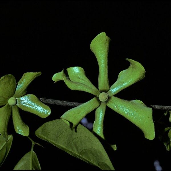 Polyalthia Rumphii Plant Care & How to Grow, Water