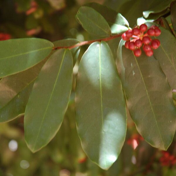 Polyalthia (Polyalthia Suberosa) Plant Care & How to Grow, Water