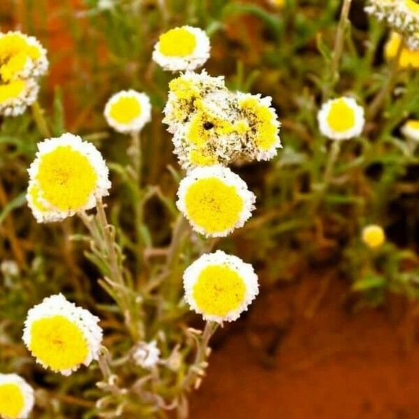 Polycalymma Stuartii Plant Care & How to Grow, Water