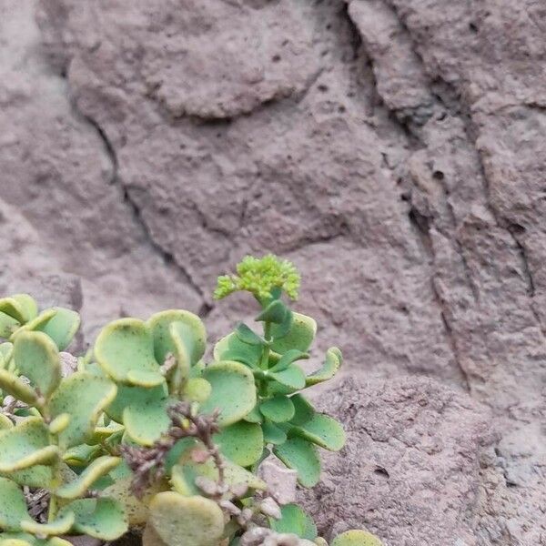 Polycarpaea Carnosa Plant Care & How to Grow, Water