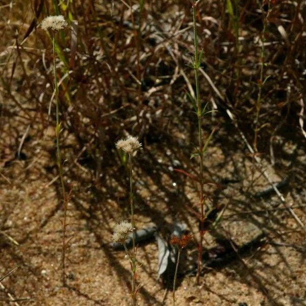Oldman's Cap (Polycarpaea Corymbosa) Care Guide: Water, Soil ...