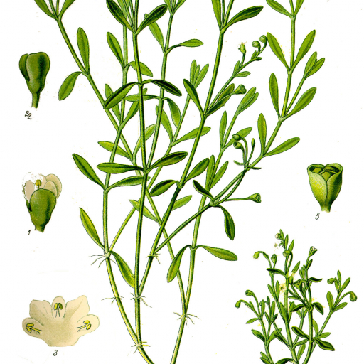 Purslane-Leaved Allseed (Polycarpon Polycarpoides) Care Guide: Water ...
