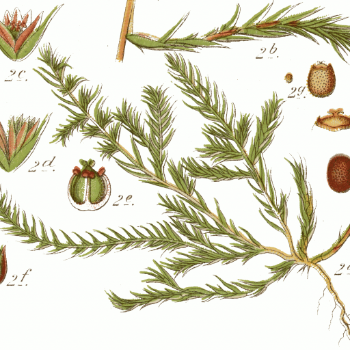 Field Needleleaf (Polycnemum Arvense) Plant Care & How to Grow, Water