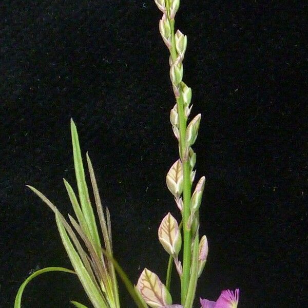 Polygala Abyssinica Plant Care & How to Grow, Water