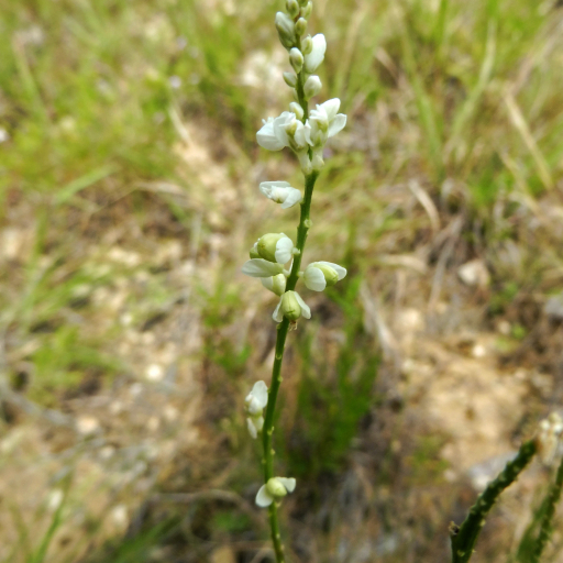 White Milkwort (Polygala Alba) Plant Care & How to Grow, Water