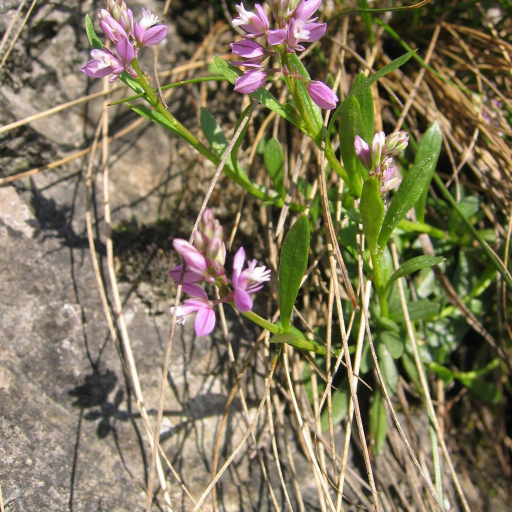 Milkwort (Polygala Amara) Plant Care & How to Grow, Water