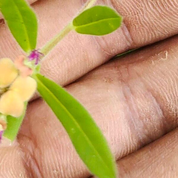 Polygala Arenaria Plant Care & How to Grow, Water