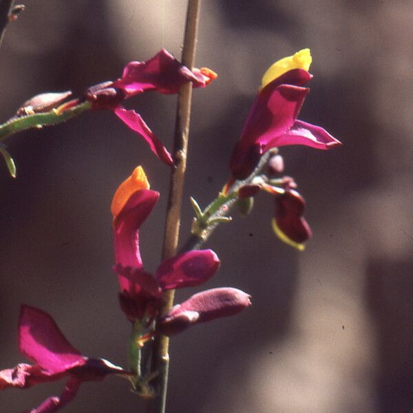 Polygala Balansae Plant Care & How to Grow, Water