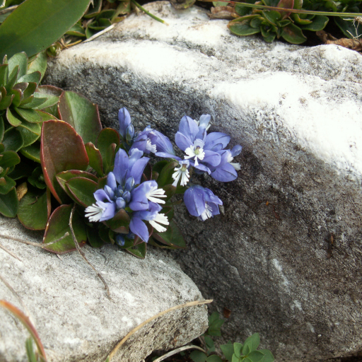 Chalk Milkwort (Polygala Calcarea) Plant Care & How to Grow, Water