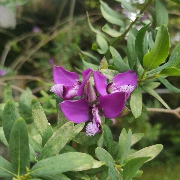 Sweet Peashrub (Polygala × Dalmaisiana) Plant Care & How to Grow, Water