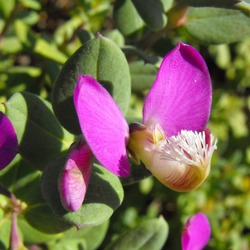 Polygala Fruticosa Plant Care & How to Grow, Water