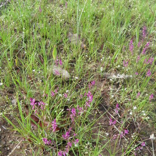 Tropical Milkwort (Polygala Glochidiata) Plant Care & How to Grow, Water