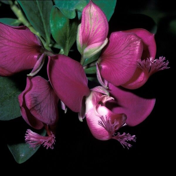 Polygala Grandiflora Plant Care & How to Grow, Water