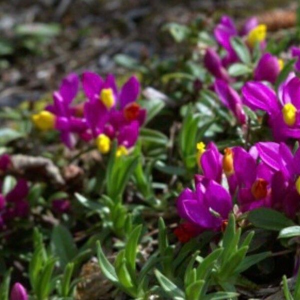 Polygala Heterorhyncha Plant Care & How to Grow, Water