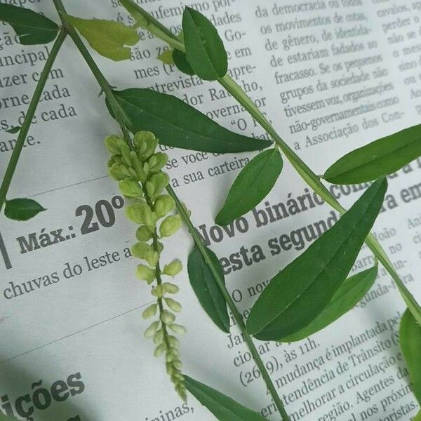 Polygala Lancifolia Plant Care & How to Grow, Water