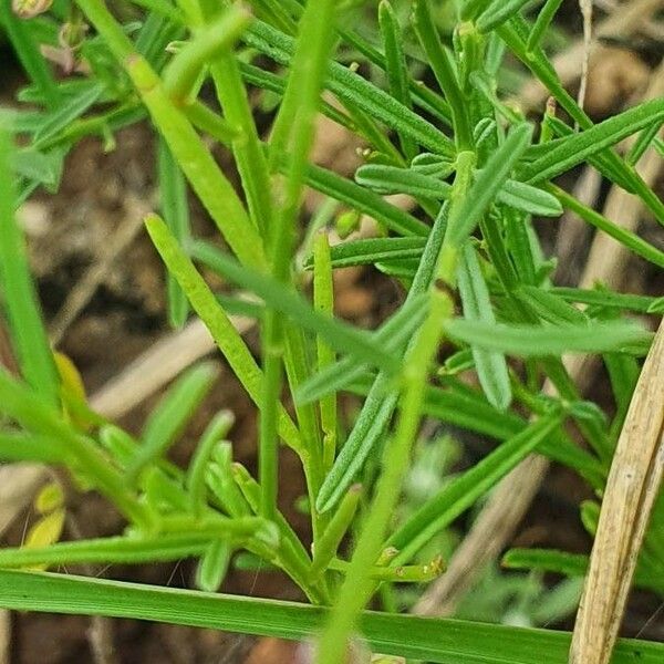 Polygala Liniflora Plant Care & How to Grow, Water