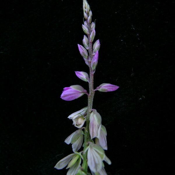 Polygala Longifolia Plant Care & How to Grow, Water