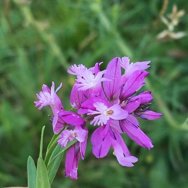 Large Milkwort (Polygala Major) Plant Care & How to Grow, Water