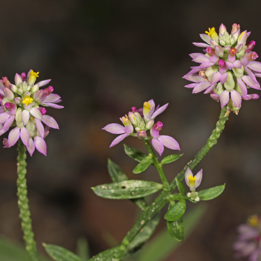 Maryland Milkwort (Polygala Mariana) Plant Care & How to Grow, Water