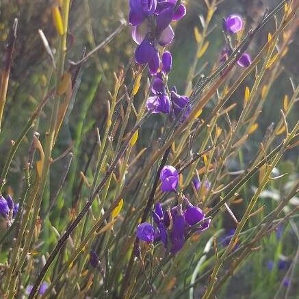 Polygala Microphylla Plant Care & How to Grow, Water