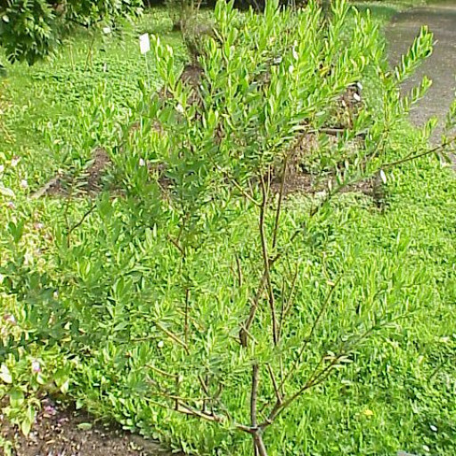 Myrtle-Leaf Milkwort (Polygala Myrtifolia) Plant Care & How to Grow, Water