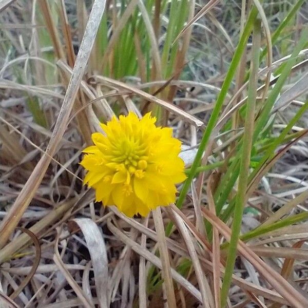 Yellow Milkwort (Polygala Rugelii) Plant Care & How to Grow, Water
