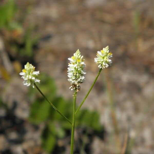 Coastal Plain Milkwort (Polygala Setacea) Plant Care & How to Grow, Water