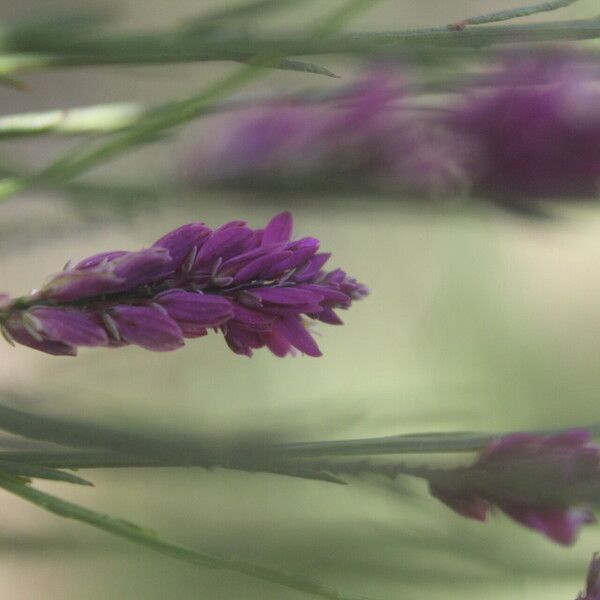 Polygala Trichosperma Plant Care & How to Grow, Water