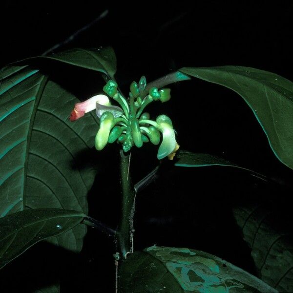 Polygala Venenosa Plant Care & How to Grow, Water