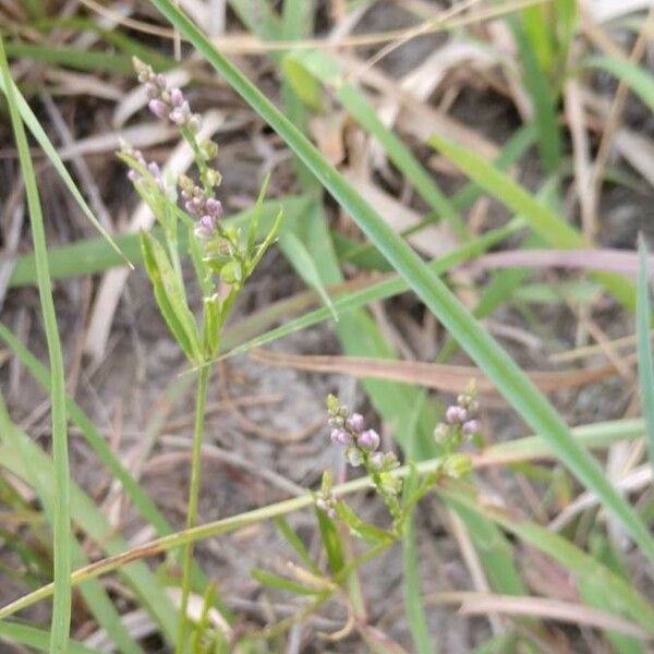 Whorled Milkwort (Polygala Verticillata) Plant Care & How to Grow, Water