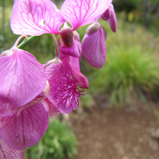 Purple Broom (Polygala Virgata) Plant Care & How to Grow, Water