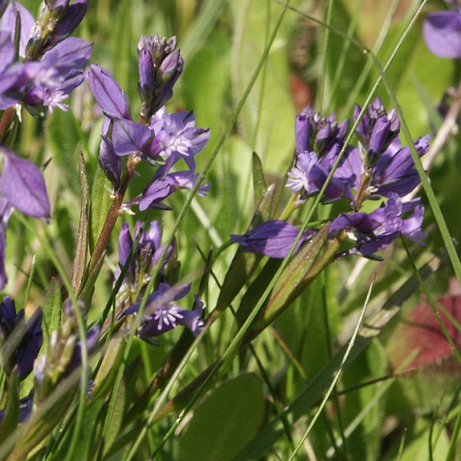 Milkwort (Polygala Vulgaris) Plant Care & How to Grow, Water