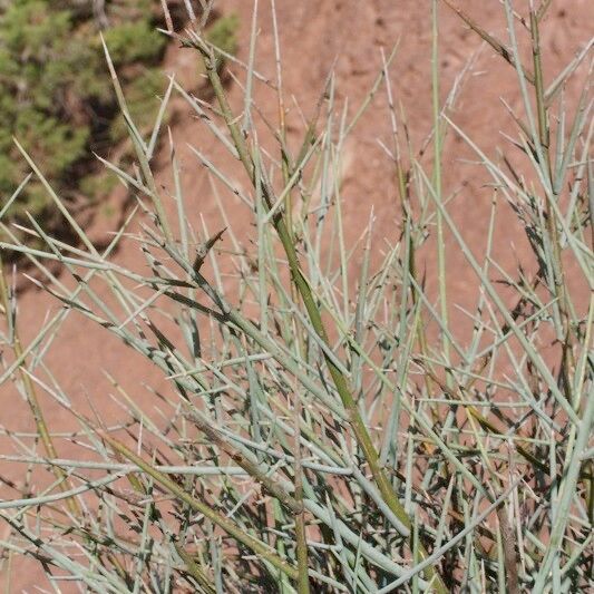 Polygaloides Balansae Plant Care & How to Grow, Water