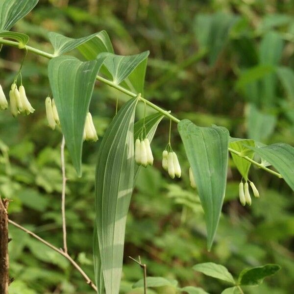 Variegated Solomon's Seal (Polygonatum Falcatum) Plant Care & How to ...