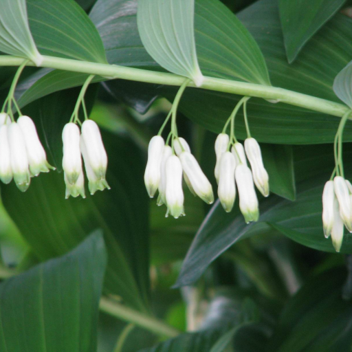 Solomon's Seal (Polygonatum Multiflorum) Plant Care & How to Grow, Water