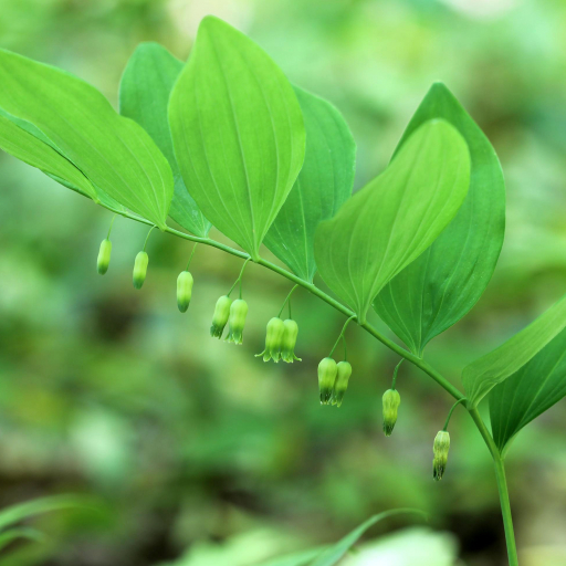 Hairy Solomon's Seal (Polygonatum Pubescens) Plant Care & How to Grow ...
