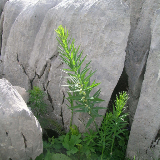 Whorled Solomon's Seal (Polygonatum Verticillatum) Plant Care & How to ...