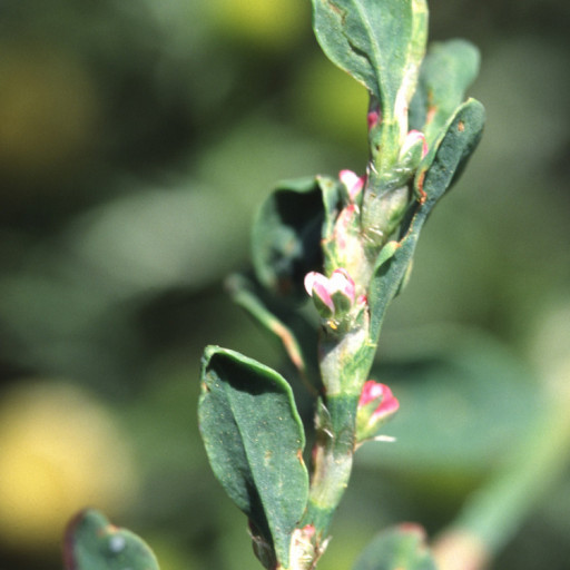 Oval-Leaf Knotweed (Polygonum Arenastrum) Plant Care & How to Grow, Water
