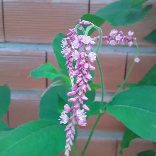 Polygonum Ellipticum Plant Care & How to Grow, Water