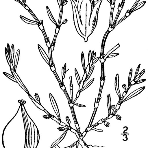 Seaside Knotweed (Polygonum Glaucum) Plant Care & How to Grow, Water