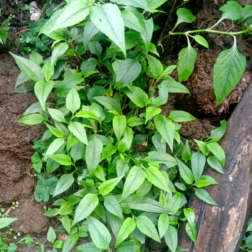 Polygonum Microcephalum Plant Care & How to Grow, Water