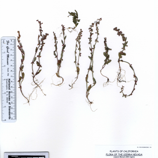 Broad-Leaved Knotweed (Polygonum Minimum) Plant Care & How to Grow, Water
