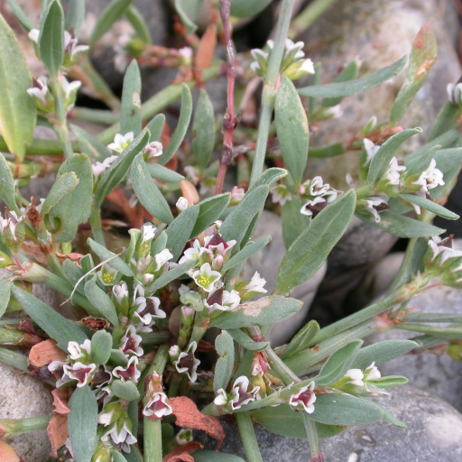 Ray's Knotgrass (Polygonum Oxyspermum) Plant Care & How to Grow, Water