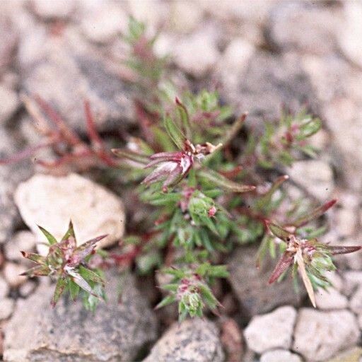 Parry's Knotweed (Polygonum Parryi) Plant Care & How to Grow, Water