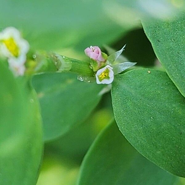 Red-Knotgrass (Polygonum Patulum) Plant Care & How to Grow, Water