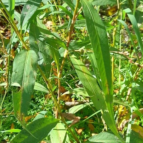 Polygonum Punctatum Plant Care & How to Grow, Water