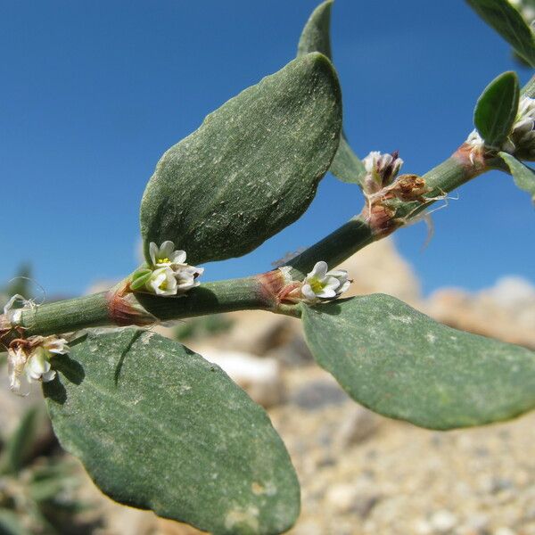 Polygonum Roberti Plant Care & How to Grow, Water