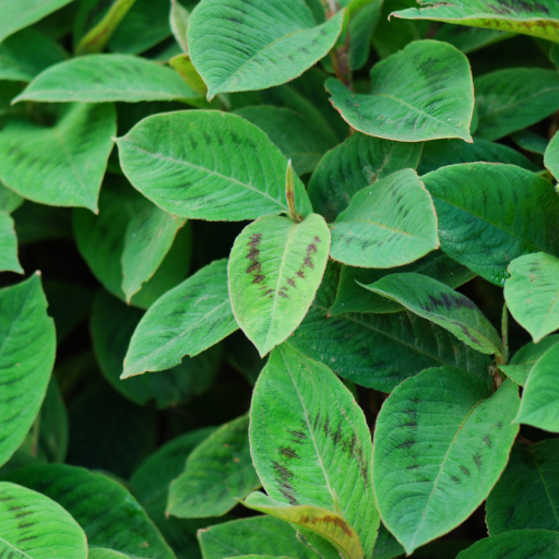 Polygonum Virginianum Plant Care & How to Grow, Water