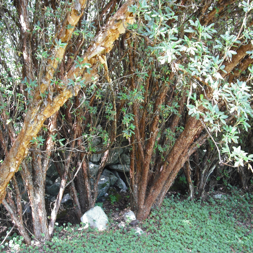 Queñua (Polylepis Racemosa) Plant Care & How to Grow, Water