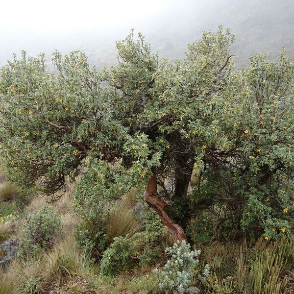 Polylepis Sericea Care Guide: Water, Soil & Propagation - Plantiary